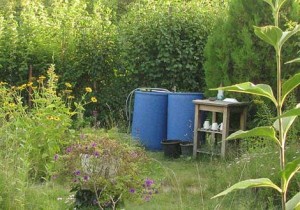 Hochleistungsbloggen? Zeigt Eure Schmuddelecken! › Das wilde Gartenblog