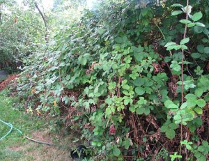 Brombeerhecke: Jede Menge Brombeeren werden zu Marmelade › Das wilde ...