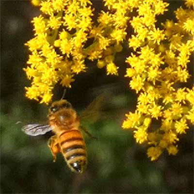 Kanadische Goldrute: Insekten lieben sie! › Das wilde Gartenblog